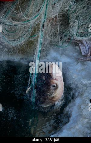 Winter Ice Fishing Scene with Fish in Net Stock Photo - Alamy