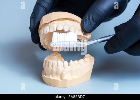 Dental model illustrating a molar and gum cross section, revealing the ...