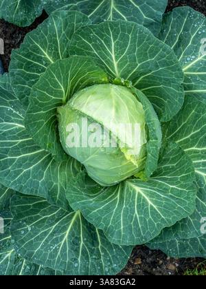 Fresh green cabbage growing in vegetable garden with sunlight and ...