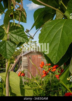 Runner bean flowers against blue sky Stock Photo - Alamy