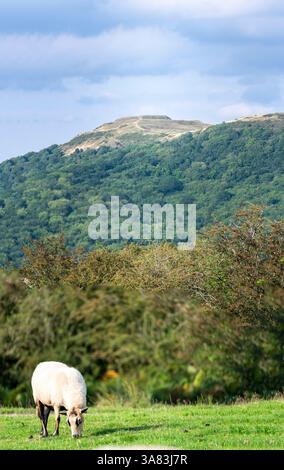 During mid summertime,feeding on lush meadow grass,common British sheep ...