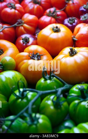 Close up of Small Pink mix white flower , Mexican creeper flower Stock ...