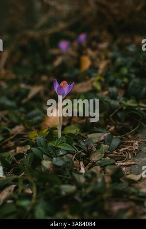 crocus purple flower first sign of spring Stock Photo - Alamy