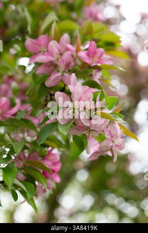 Closeup of delicate bright gentle blooming monkey orchid flower with ...