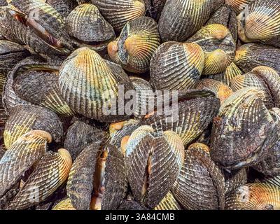 Fresh seafood, Sydney Cockle shells on sale on the fish market in ...