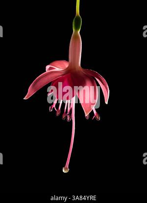 Studio photograph of single flower Stock Photo - Alamy