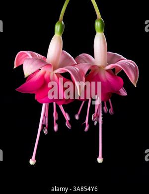 Fuchsia. Two blooms photographed under studio lighting Stock Photo - Alamy