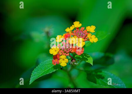 A closeup of yellow flowers of Lantana against blurred background Stock ...
