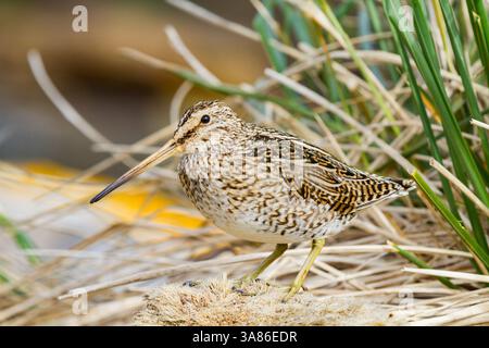 Magellanic Snipe (Gallinago paraguaiae magellanica) looking for food on ...