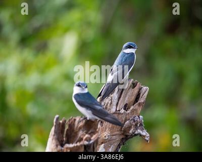 Mangrove Swallow (Tachycineta albilinea Stock Photo - Alamy