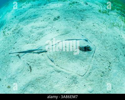 Southern Stingray (Hypanus americanus Stock Photo - Alamy