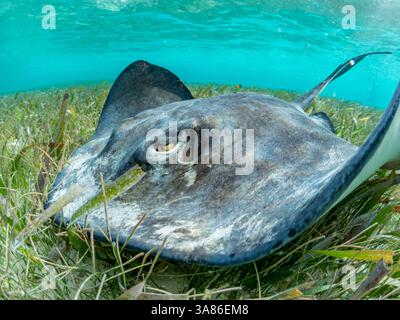 Southern Stingrays (Hypanus americanus) in shallow water in South ...