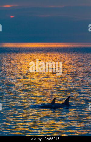 Gathering of at least two resident pods of killer whales (Orcinus orca ...
