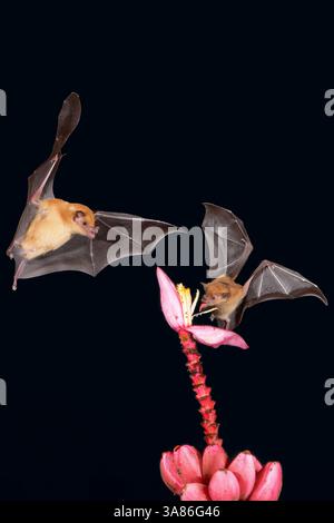 Night flying nectar feeding bats- Pallas's Long-Tongued Bat ...