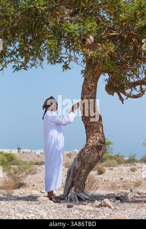 Boswellia sacra (frankincense) (olibanum-tree), Sultanate of Oman Stock ...