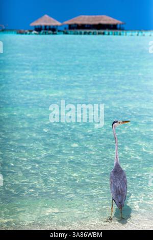 Grey heron on a pier in the Baltic Sea, Ruegen, Mecklenburg-Western ...