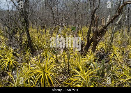 Caatinga, a type of semi-arid tropical vegetation, and an ecoregion ...