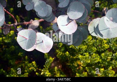 Eucalyptus Perriniana, Spinning Gum Tree Stock Photo - Alamy