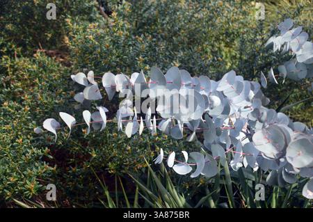 Eucalyptus Perriniana, Spinning Gum Tree Stock Photo - Alamy