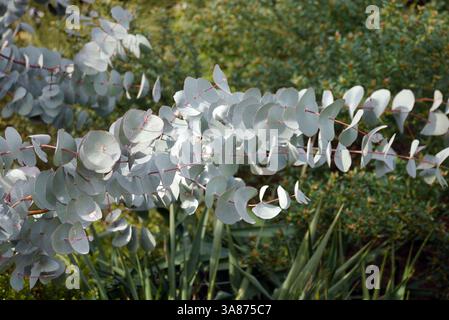Eucalyptus Perriniana, Spinning Gum Tree Stock Photo - Alamy