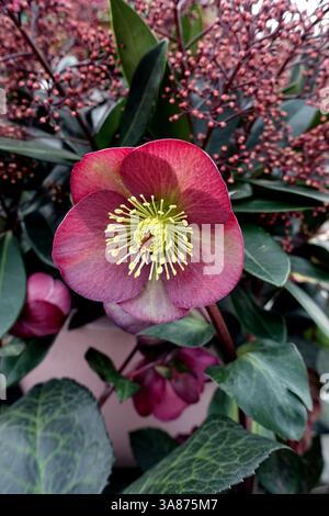 Pinkish purple Hellebore flower Stock Photo - Alamy