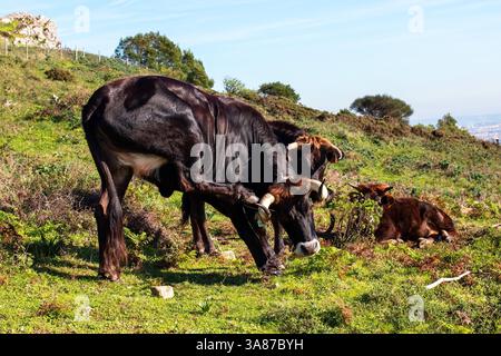 Herd of cows on the island of Brac in Croatia Stock Photo - Alamy
