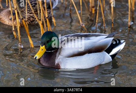 adult male,Mallard duck, Anas platyrhynchos,Swans bridge,nature reserve ...