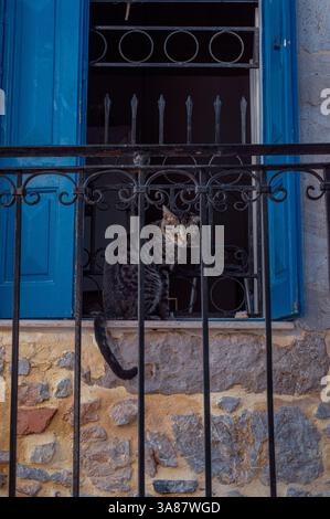 Tabby cat on summer balcony Stock Photo - Alamy