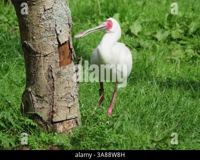 African spoonbill in Martin Mere WWT bird conservation wetlands centre ...