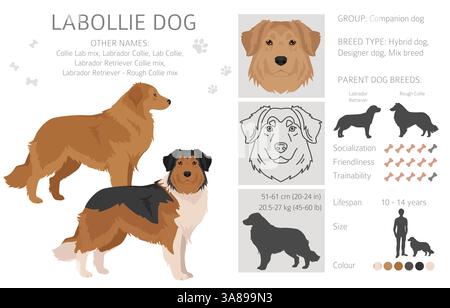 Labollie dog mix clipart. Labrador Retriever - Rough Collie mix. All ...