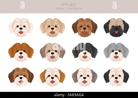 Kyi-Leo dog clipart. Maltese Lhasa Apso mix. Different coat colors set ...
