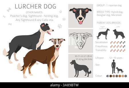 Lurcher mix clipart. Sighthound Collie mix. All possible coat colors ...