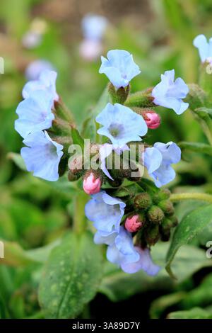 Pulmonaria Blue Ensign. Deciduous perennial providing ground cover and ...