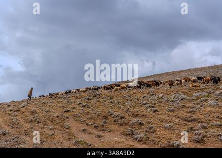 Ethiopia, Sheperd and animals at the Sanetti Plateau in the Bale ...