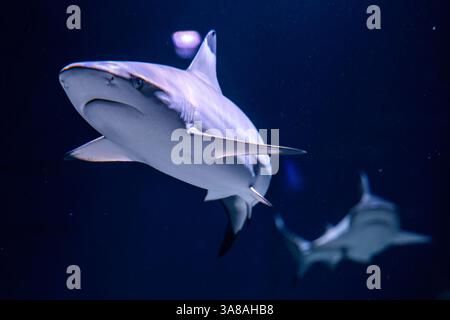 Pula, Croatia. 28th Mar, 2025. Shark swimming in Aquarium in Pula ...