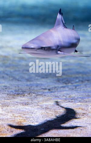 Pula, Croatia. 28th Mar, 2025. Shark swimming in Aquarium in Pula ...
