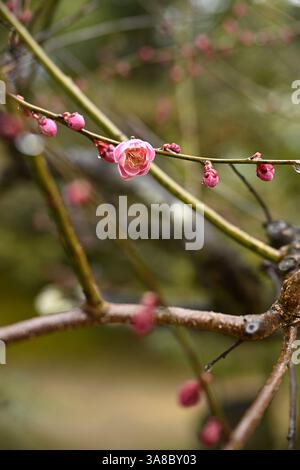 Plum blossoms in bloom in winter Stock Photo - Alamy