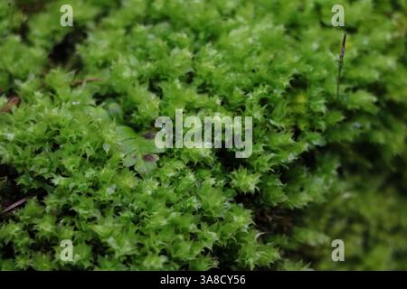 Closeup shot of a bright green mossy rock under the sunlight Stock ...