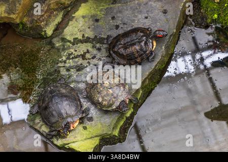 A large turtle with a shell. The turtle has a body outside the shell ...