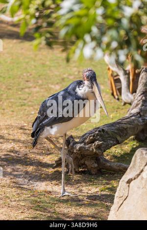 African marabou - African woodpecker - a large gray-white bird hunting ...