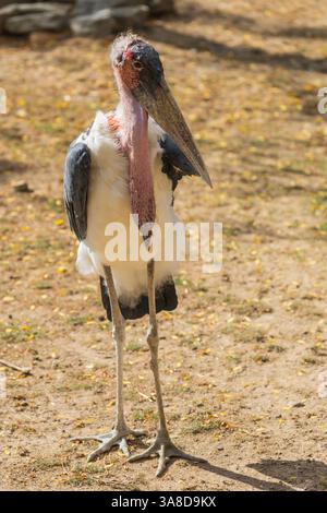 African marabou - African woodpecker - a large gray-white bird hunting ...