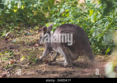 A small kangaroo lies in the shade under a tree Stock Photo - Alamy