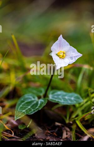 Siskiyou Mountains, Del Norte County, Smith River National Recreation ...