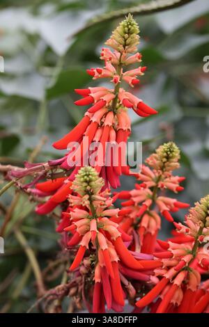 Coral trees (Erythrina) Plantae Stock Photo - Alamy