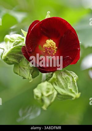 Phymosia Umbellata plant in the garden in Spain Stock Photo - Alamy