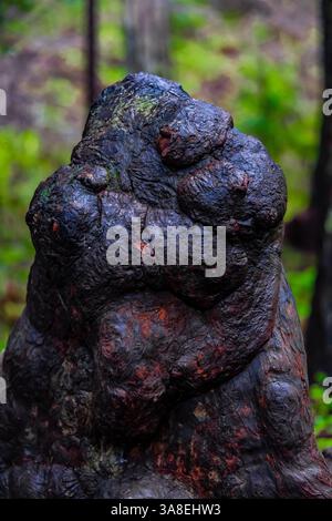 Memorial redwood grove, Redwood National Park, California USA Stock ...