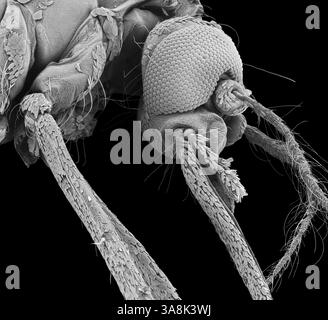 Aedes mosquito and a transmission electron micrograph of dengue virus ...