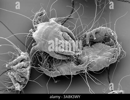 house dust in the microscope Stock Photo - Alamy