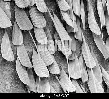 Scanning electron micrograph (SEM) of Mosquito tarsal claw and ...