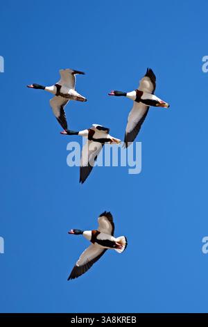 Common Shelduck in Flight Against Blue Sk Stock Photo - Alamy
